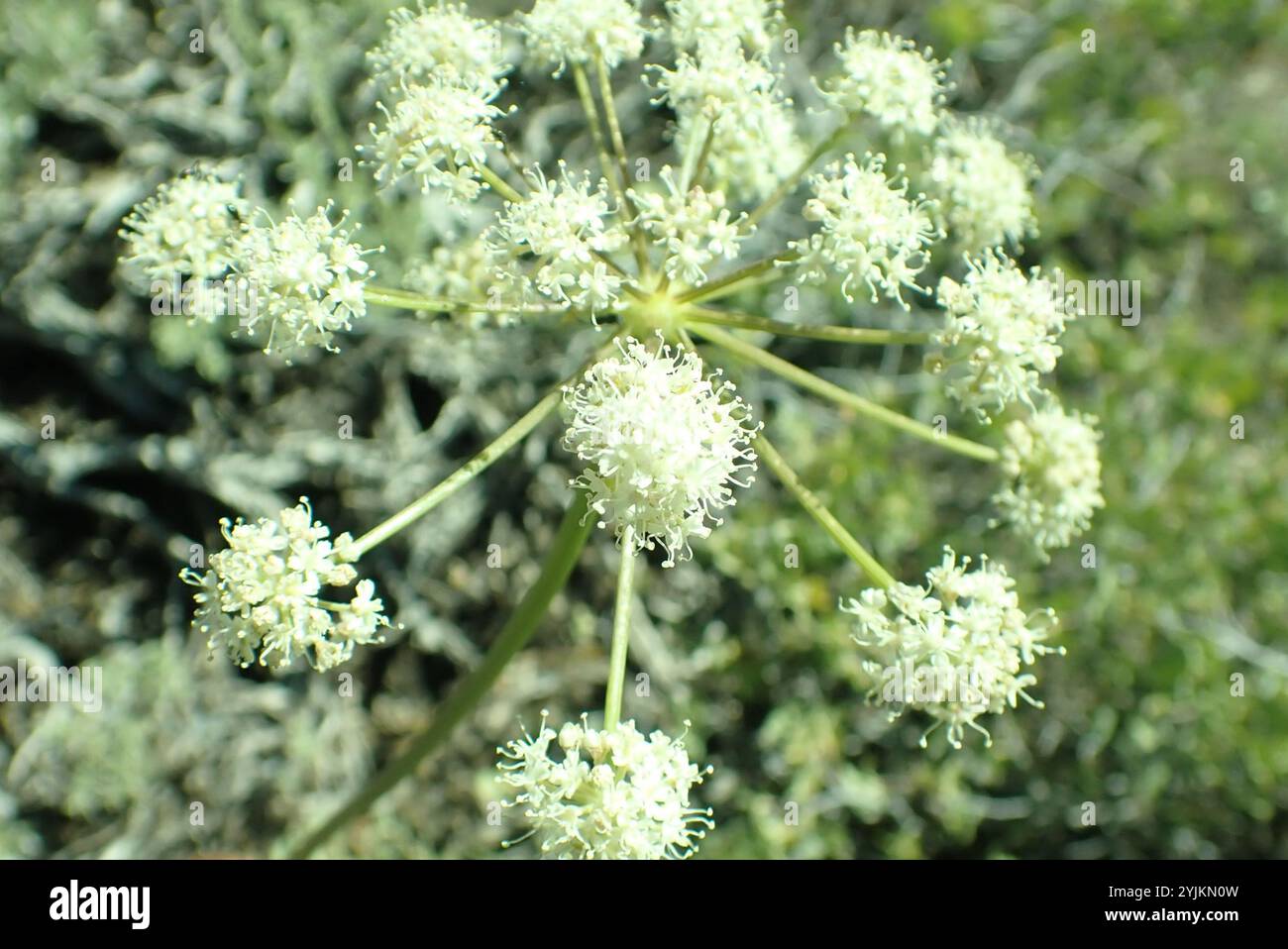 Brewer's angelica (Angelica breweri Stock Photo - Alamy