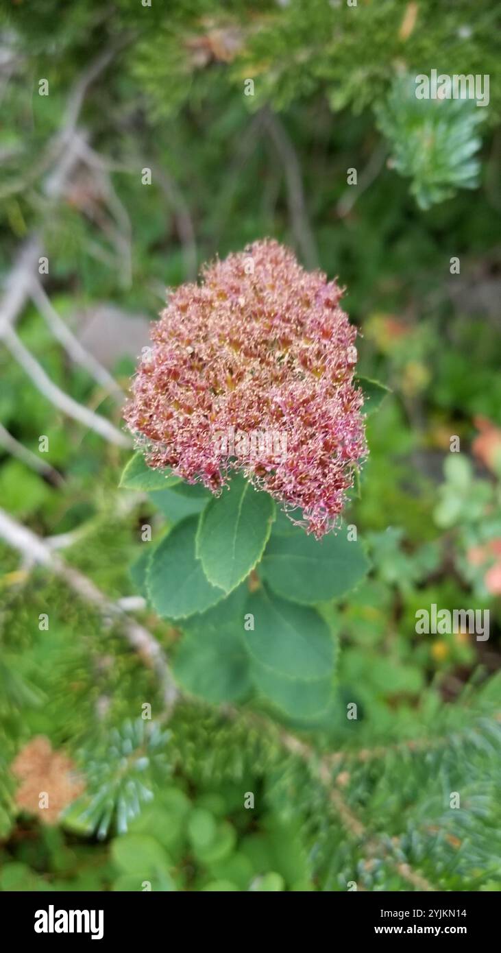 Mountain Spirea (Spiraea splendens Stock Photo - Alamy