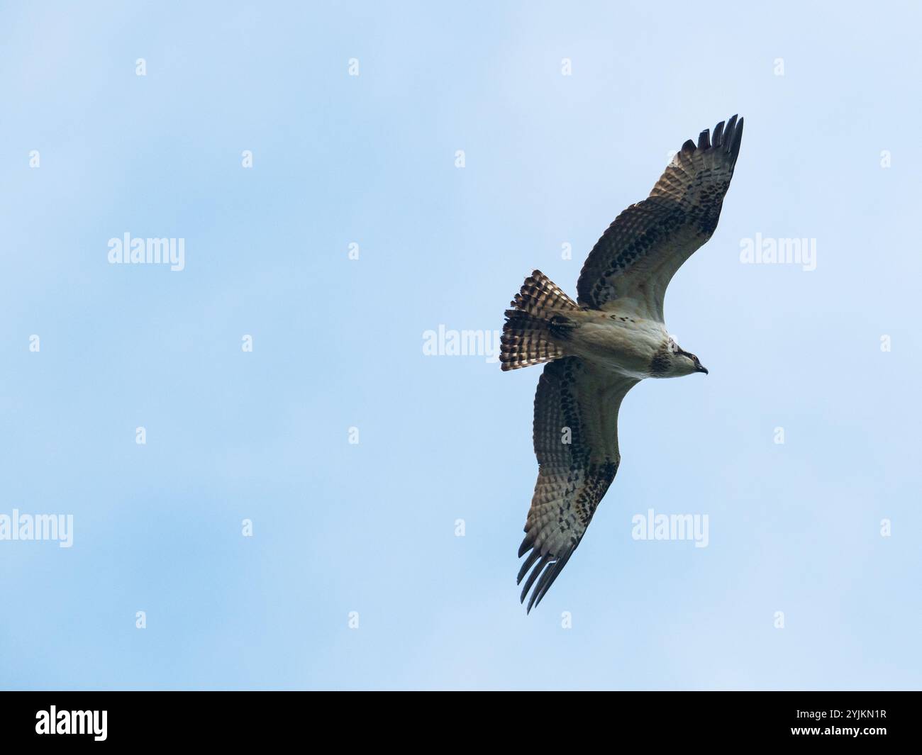 Osprey Pandion haliaetus in flight over Ham Wall RSPB Reserve, Avalon ...