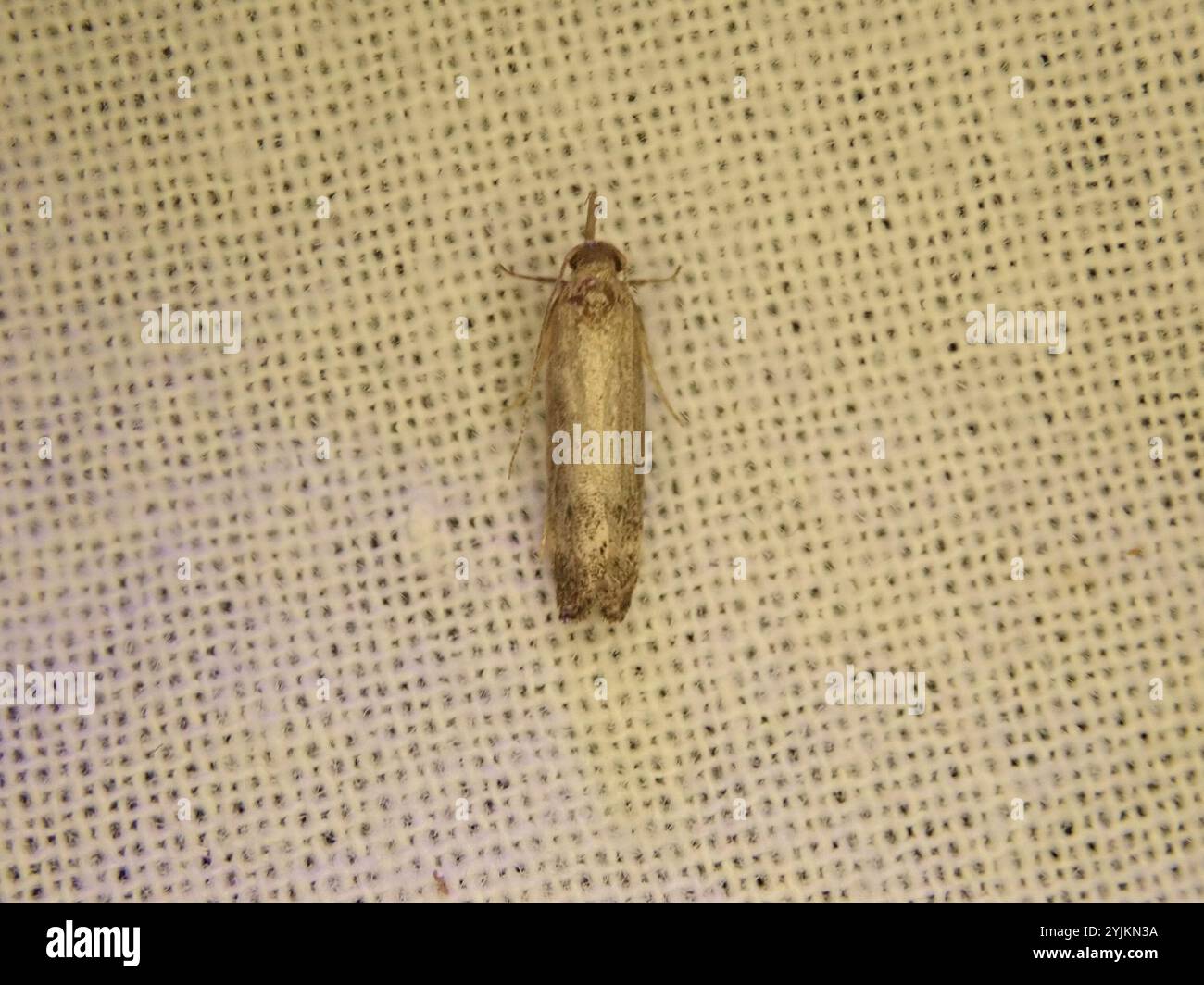 Crambid Snout Moths (Crambidae Stock Photo - Alamy