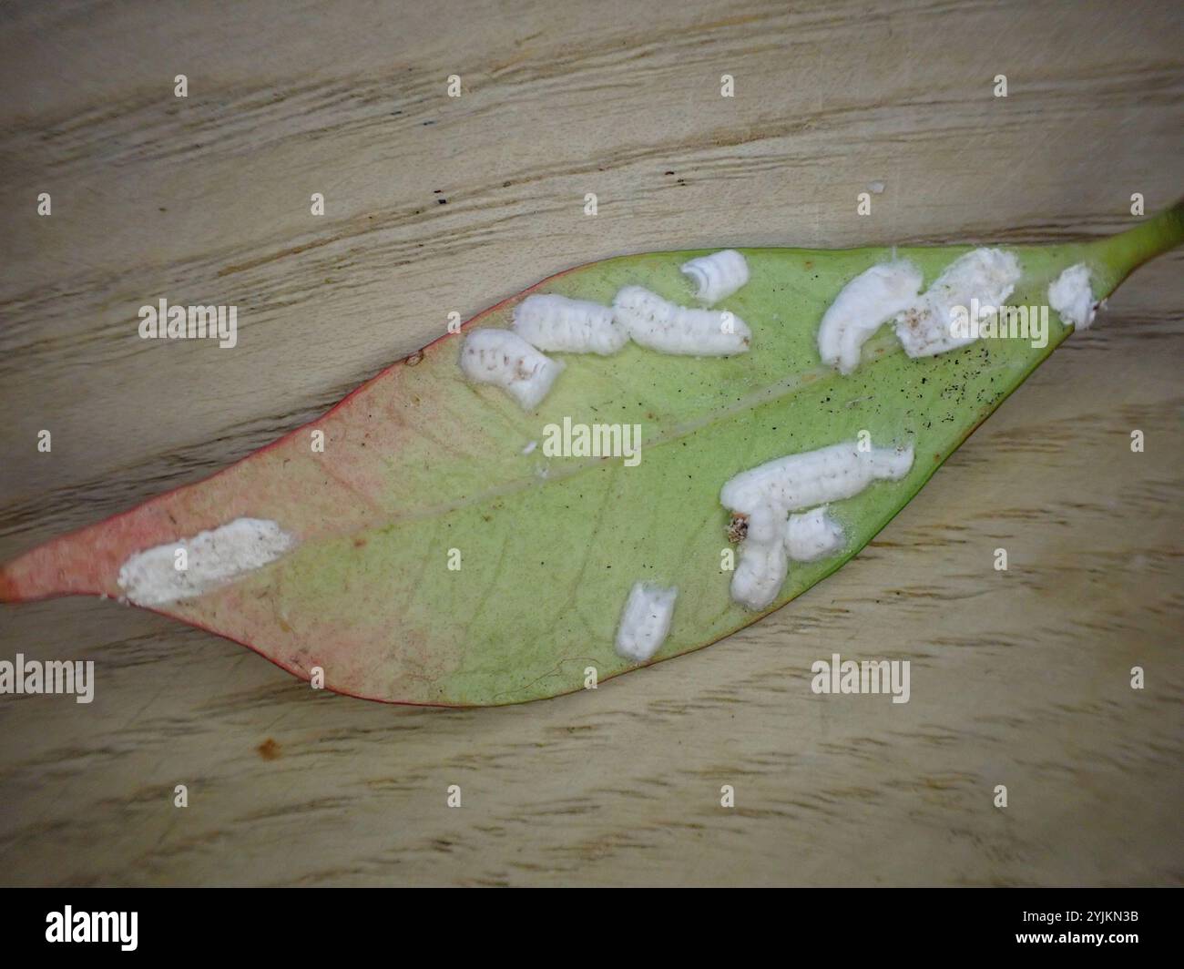 Cottony Yew Scale (Pulvinaria floccifera Stock Photo - Alamy