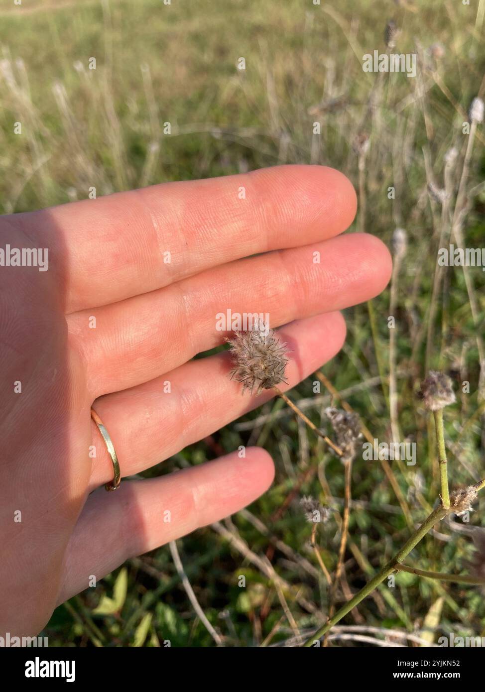 Golden Prairie Clover (Dalea aurea Stock Photo - Alamy