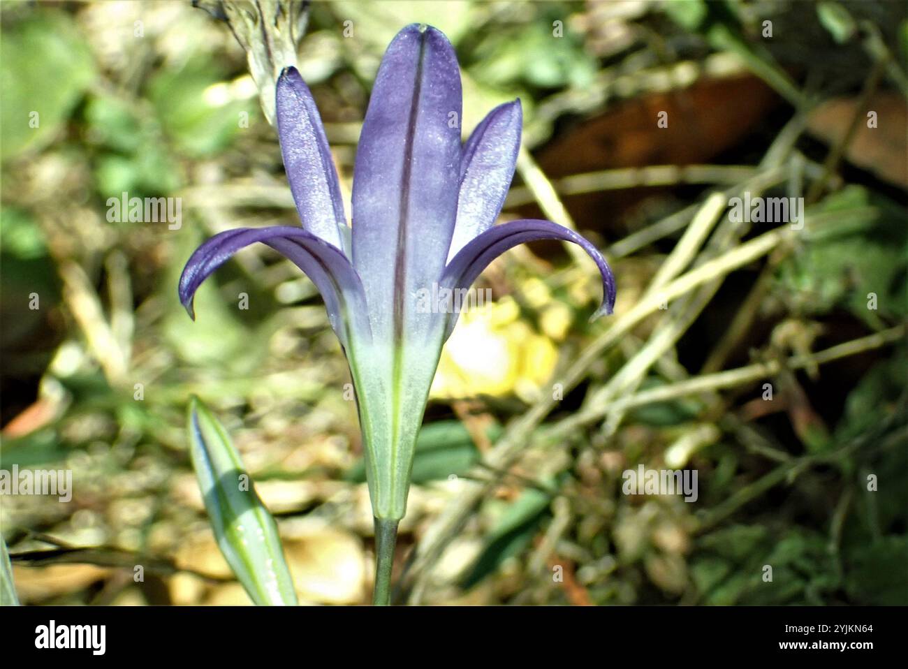 Dwarf Brodiaea (Brodiaea terrestris Stock Photo - Alamy
