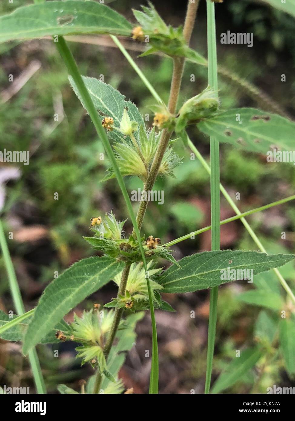Virginia Three-seed Mercury (Acalypha virginica Stock Photo - Alamy