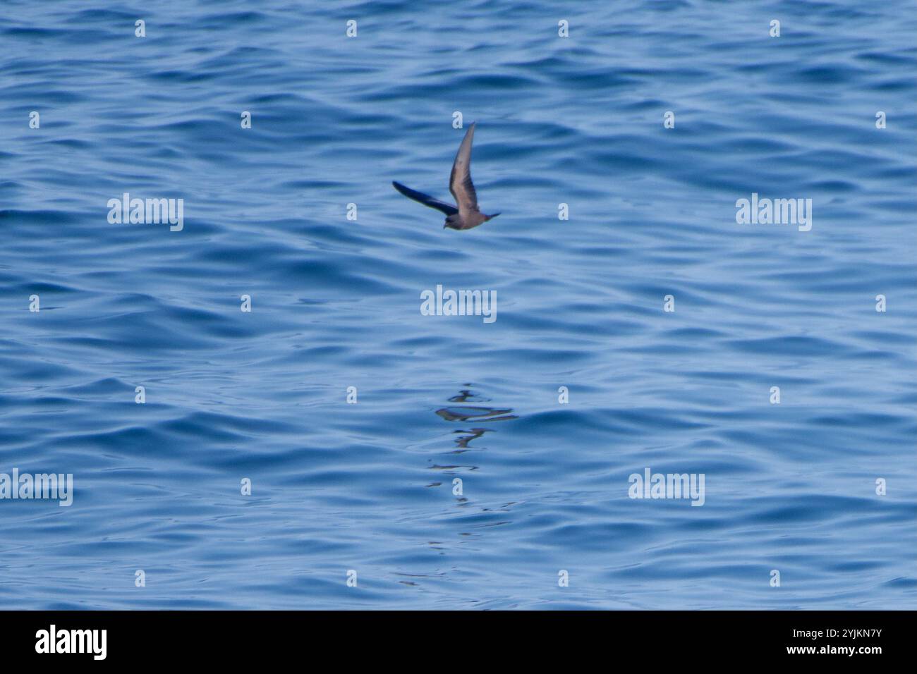 Black Storm-Petrel (Hydrobates melania Stock Photo - Alamy