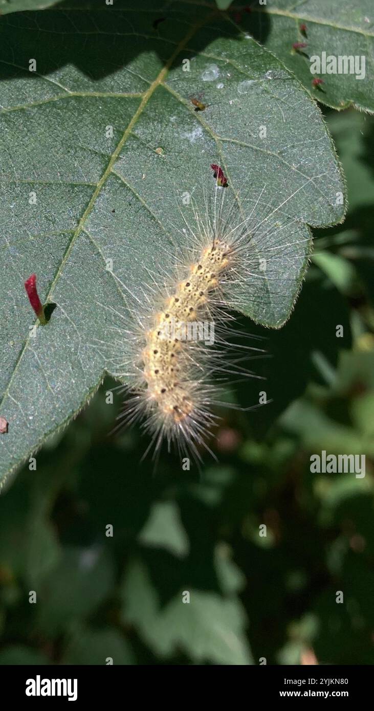 Fall Webworm Moth (Hyphantria cunea Stock Photo - Alamy