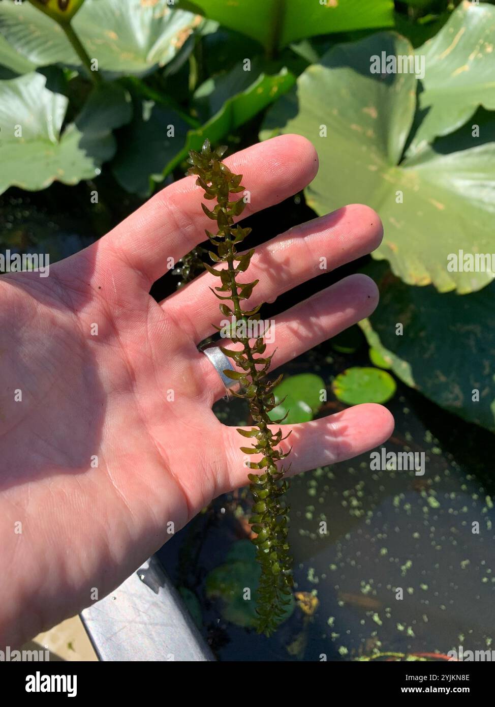 Canadian Waterweed (Elodea canadensis Stock Photo - Alamy