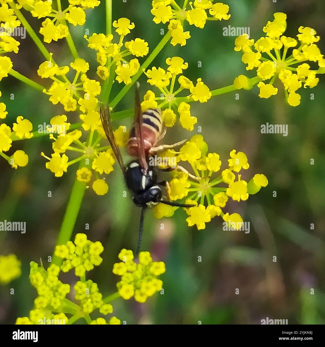 Red-banded Yellowjacket (Vespula rufa Stock Photo - Alamy