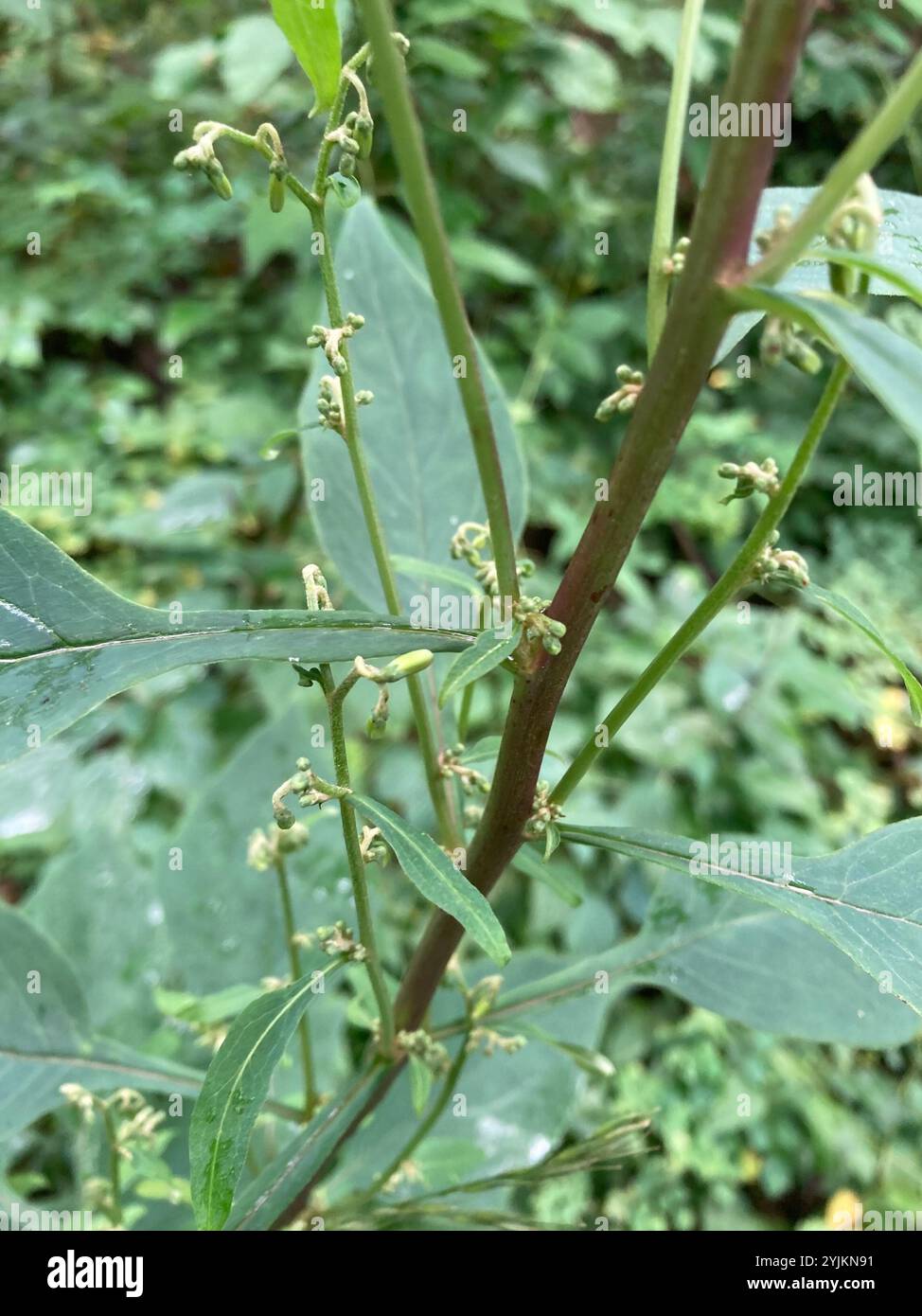 tall rattlesnake root (Nabalus altissimus Stock Photo - Alamy