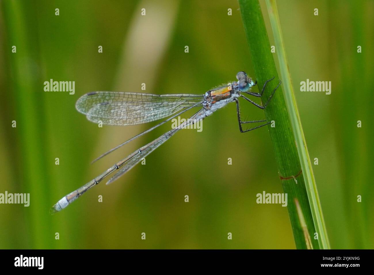 Common Spreadwing (Lestes sponsa Stock Photo - Alamy