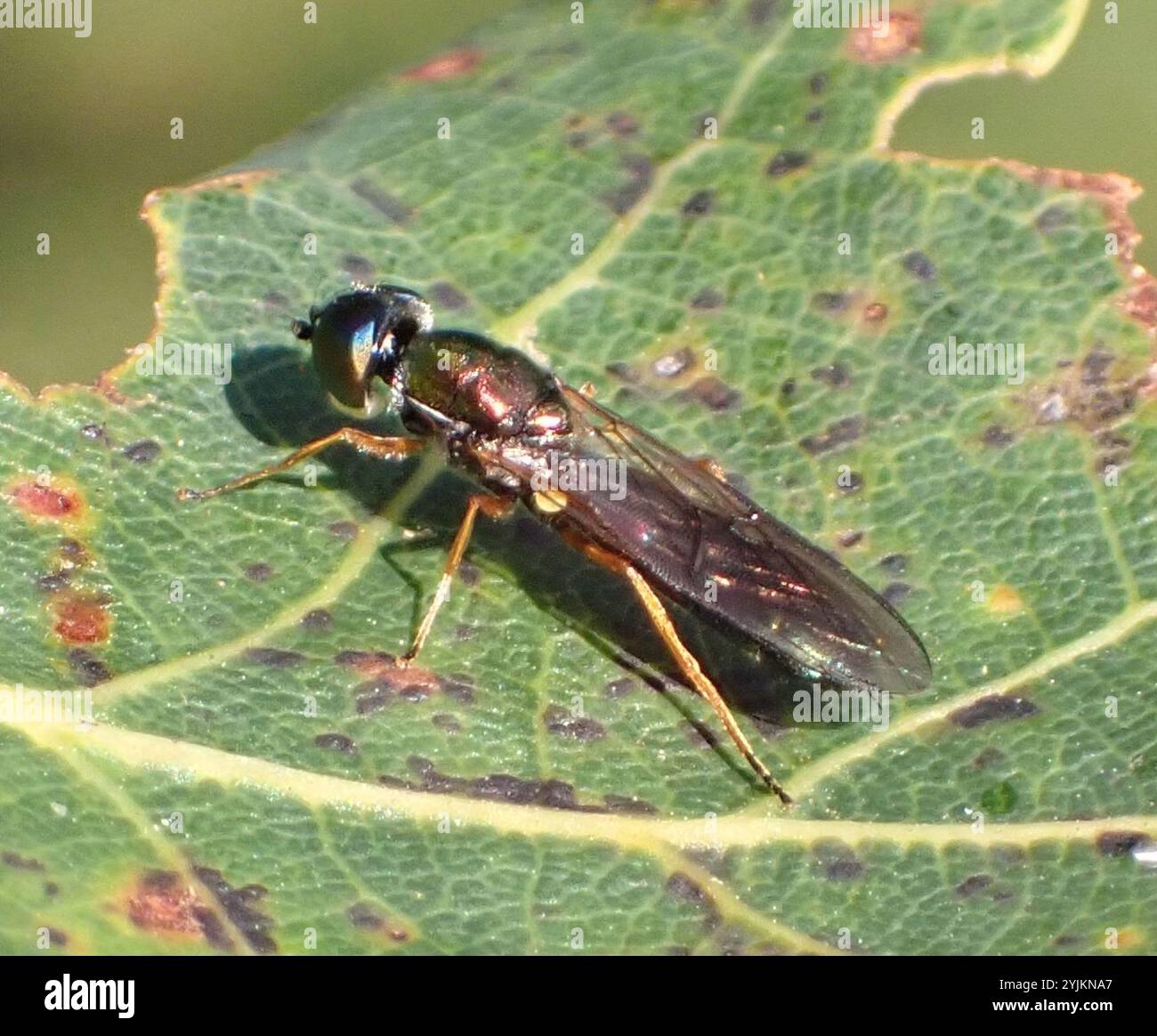 Yellow-legged Centurion Fly (Sargus flavipes Stock Photo - Alamy