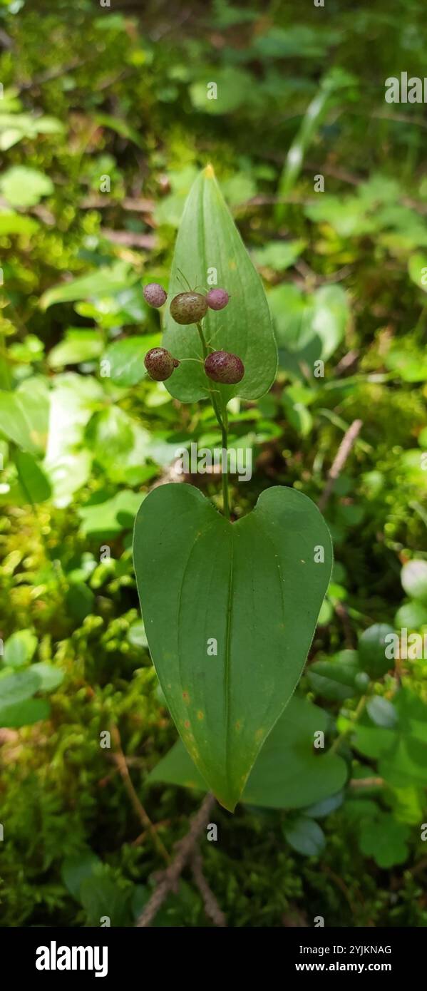 May Lily (Maianthemum bifolium Stock Photo - Alamy