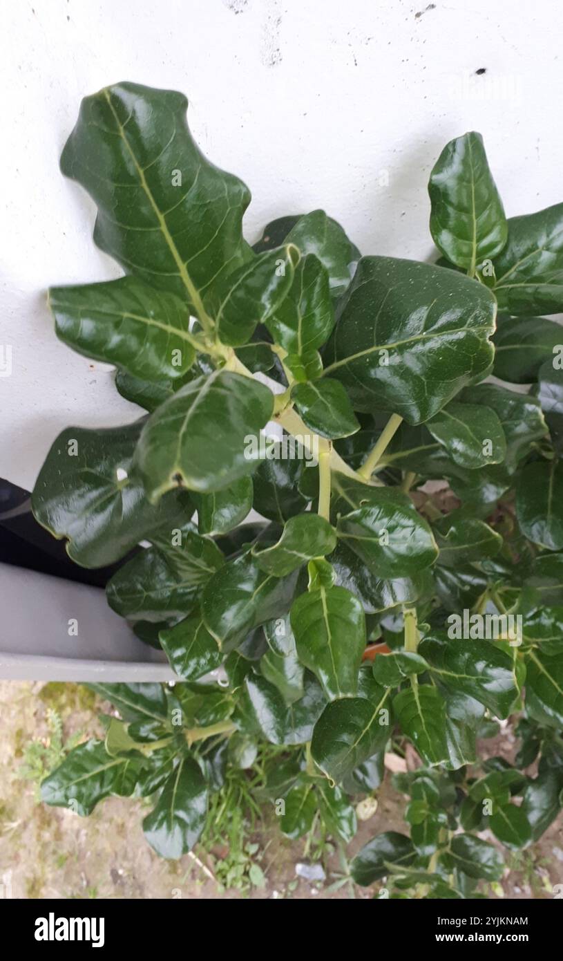 Taupata (Coprosma repens Stock Photo - Alamy