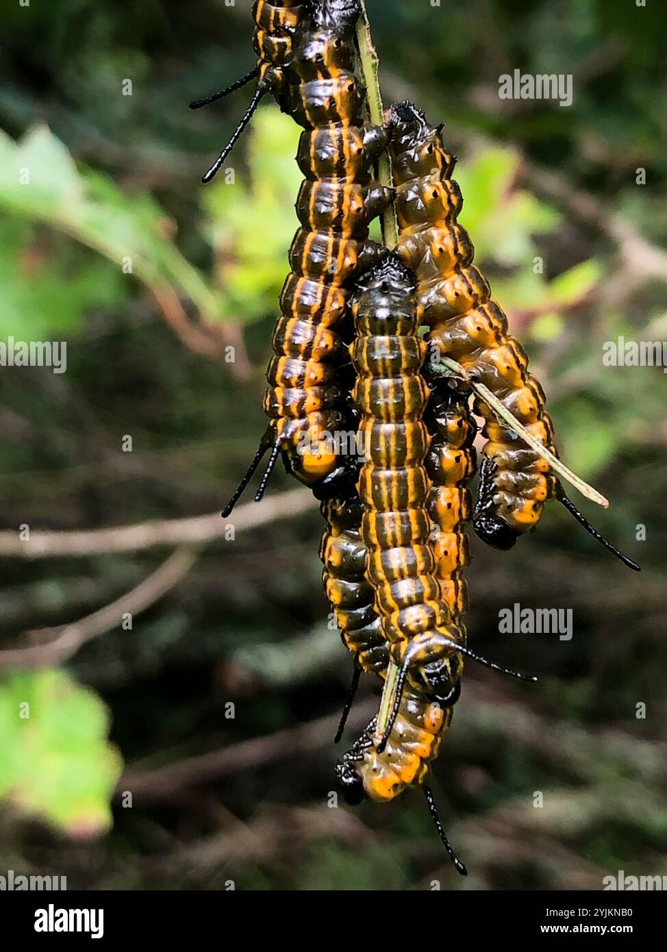 Orange-tipped Oakworm Moth (Anisota senatoria Stock Photo - Alamy