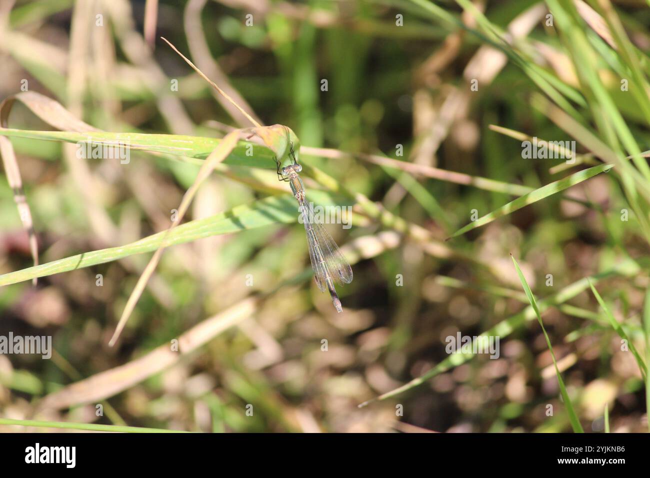 Common Spreadwing (Lestes sponsa Stock Photo - Alamy