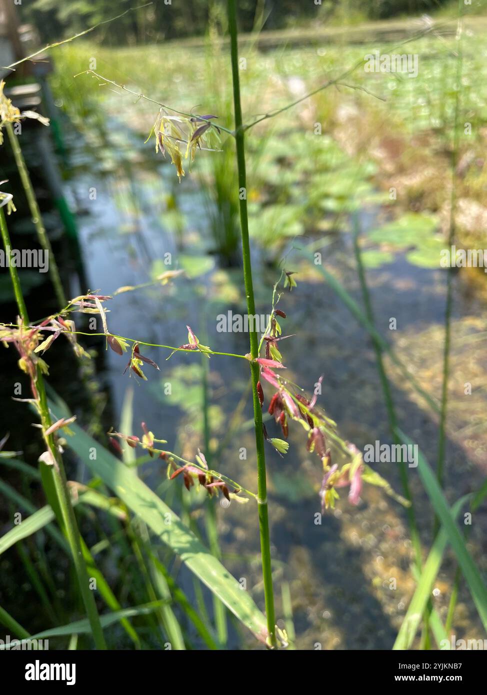 northern wild rice (Zizania palustris Stock Photo - Alamy