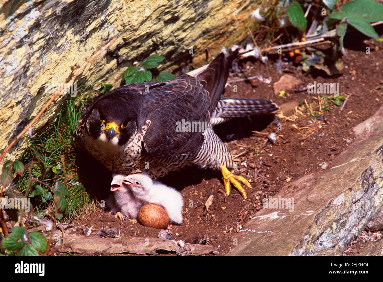 Peregrine falcon Falco peregrinus, female standing over small young ...