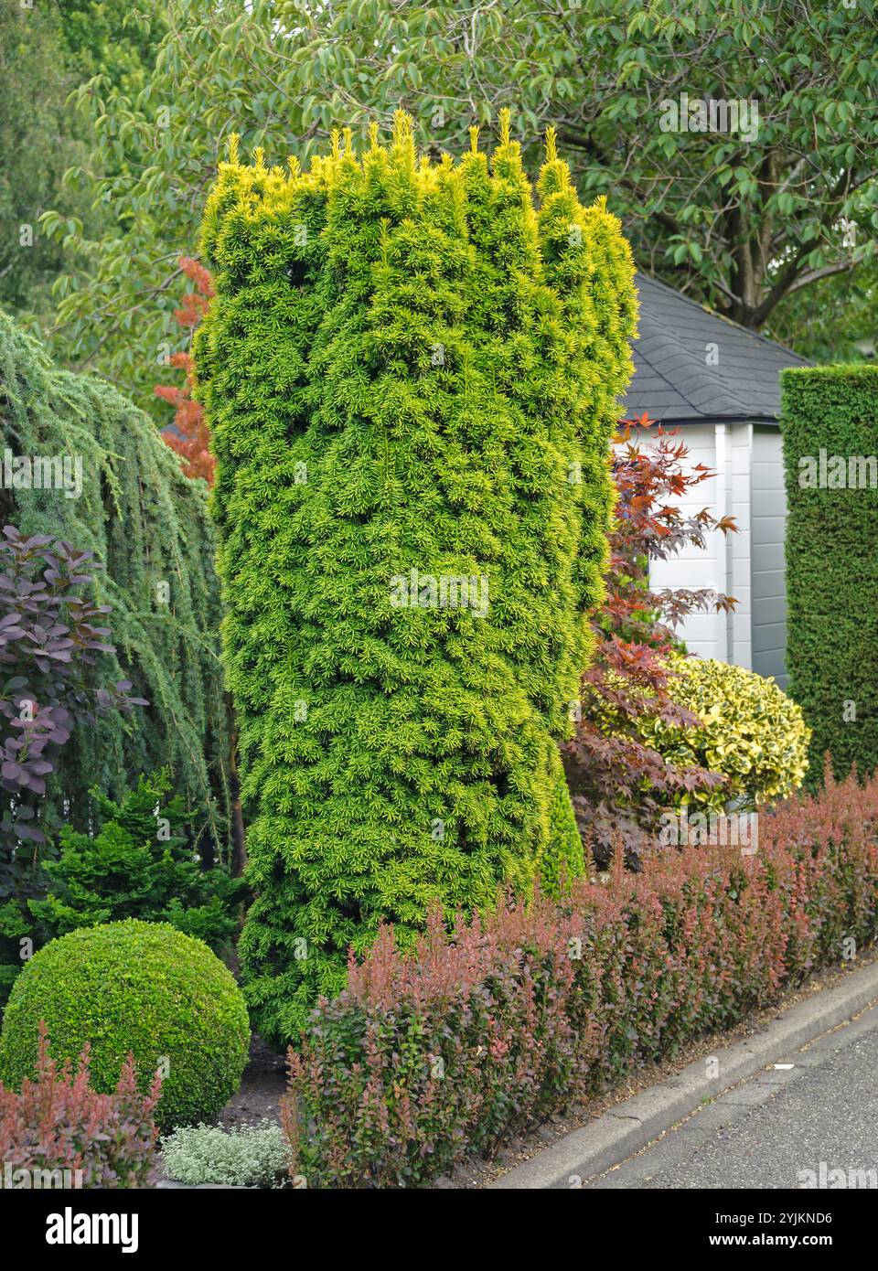 Säulen-Eibe (Taxus baccata 'Fastigiata Aureomarginata'), Columnar Yew ...