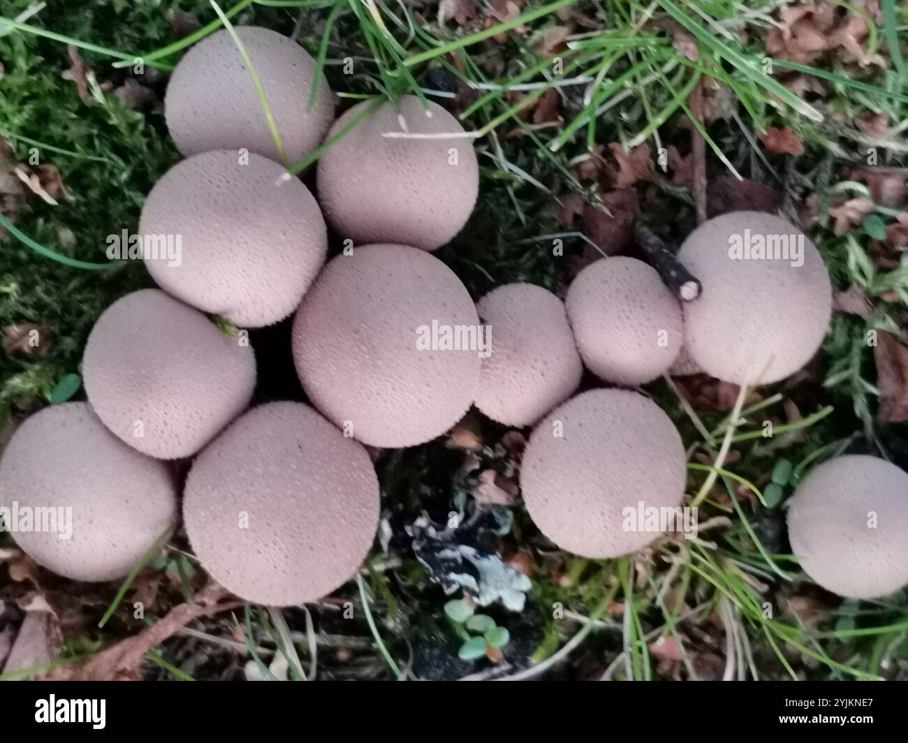 Pear-shaped Puffball (Apioperdon pyriforme Stock Photo - Alamy
