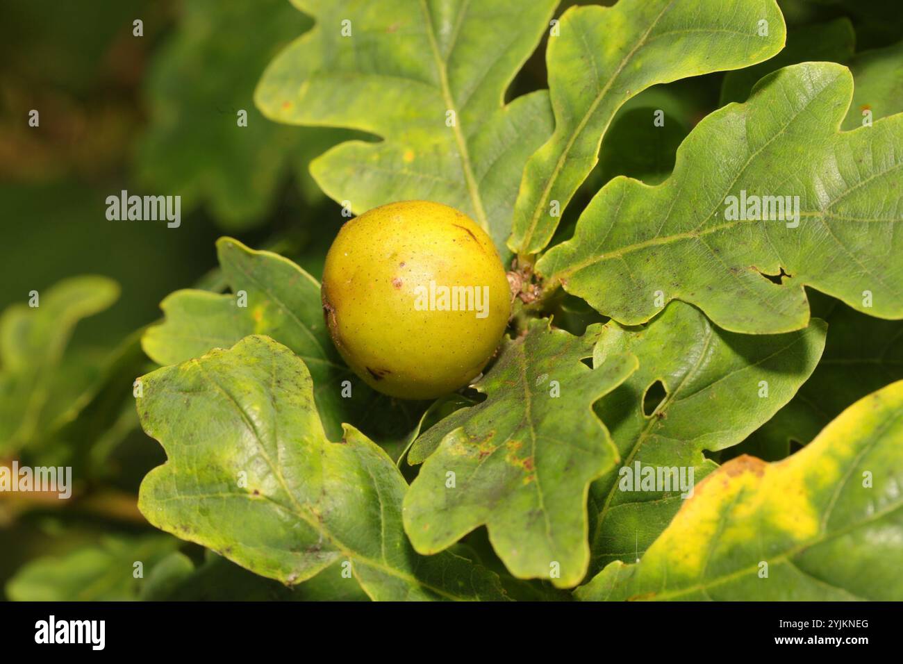 Oak Marble Gall Wasp (Andricus kollari Stock Photo - Alamy