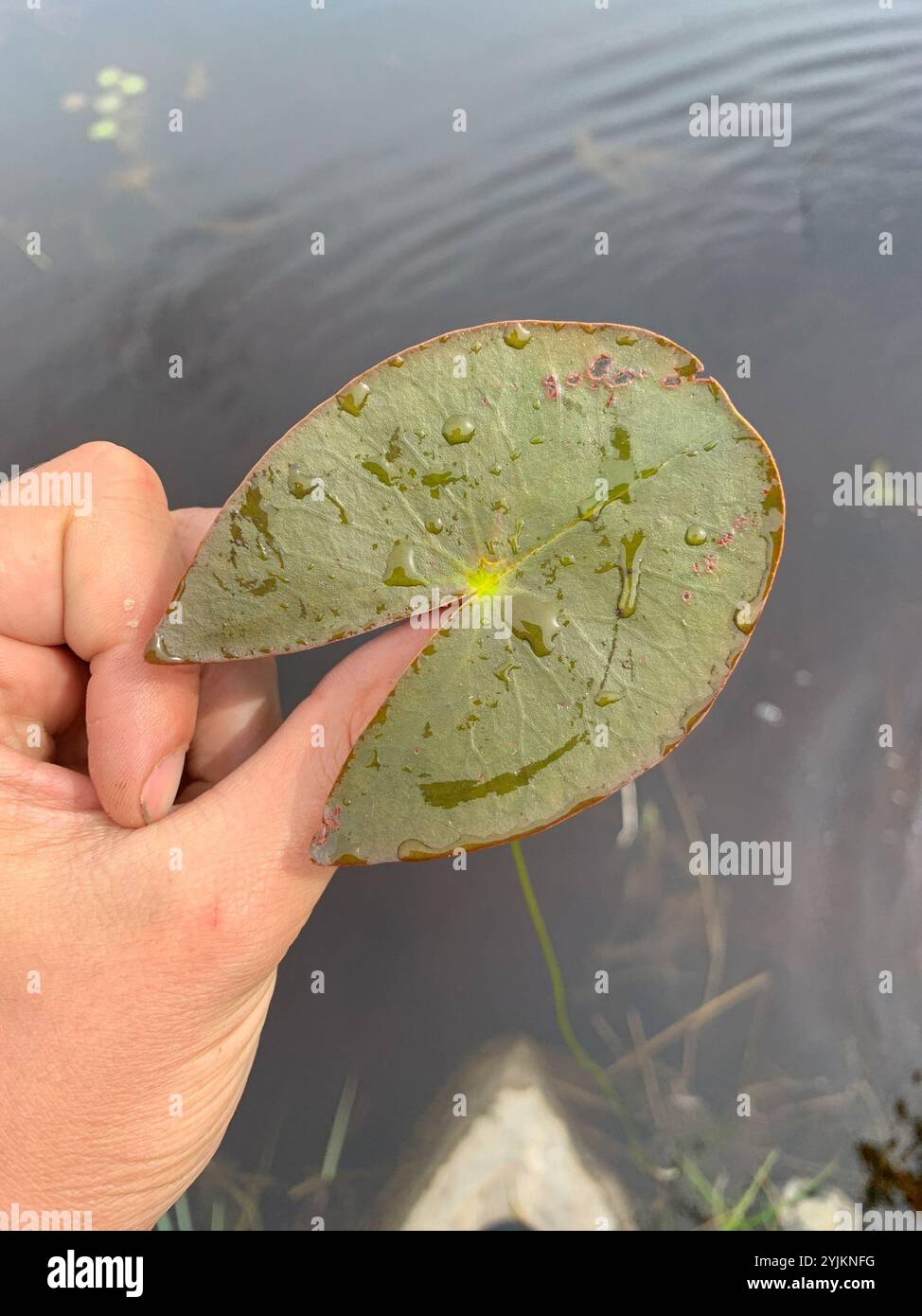 Dwarf Water-lily (Nymphaea leibergii Stock Photo - Alamy