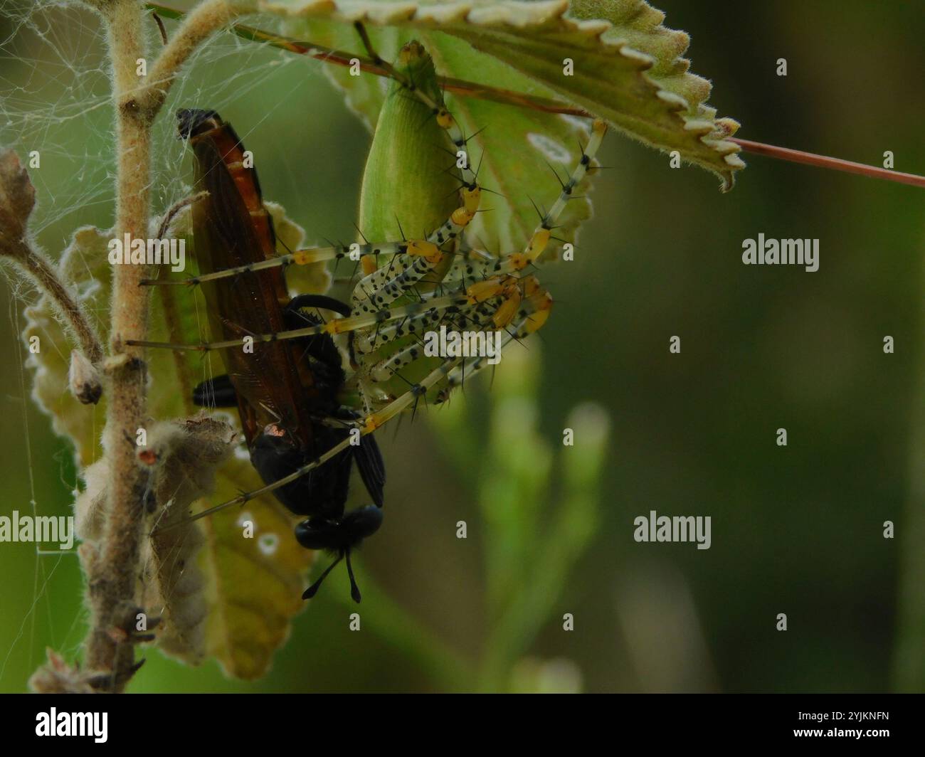 Mydas maculiventris hi-res stock photography and images - Alamy