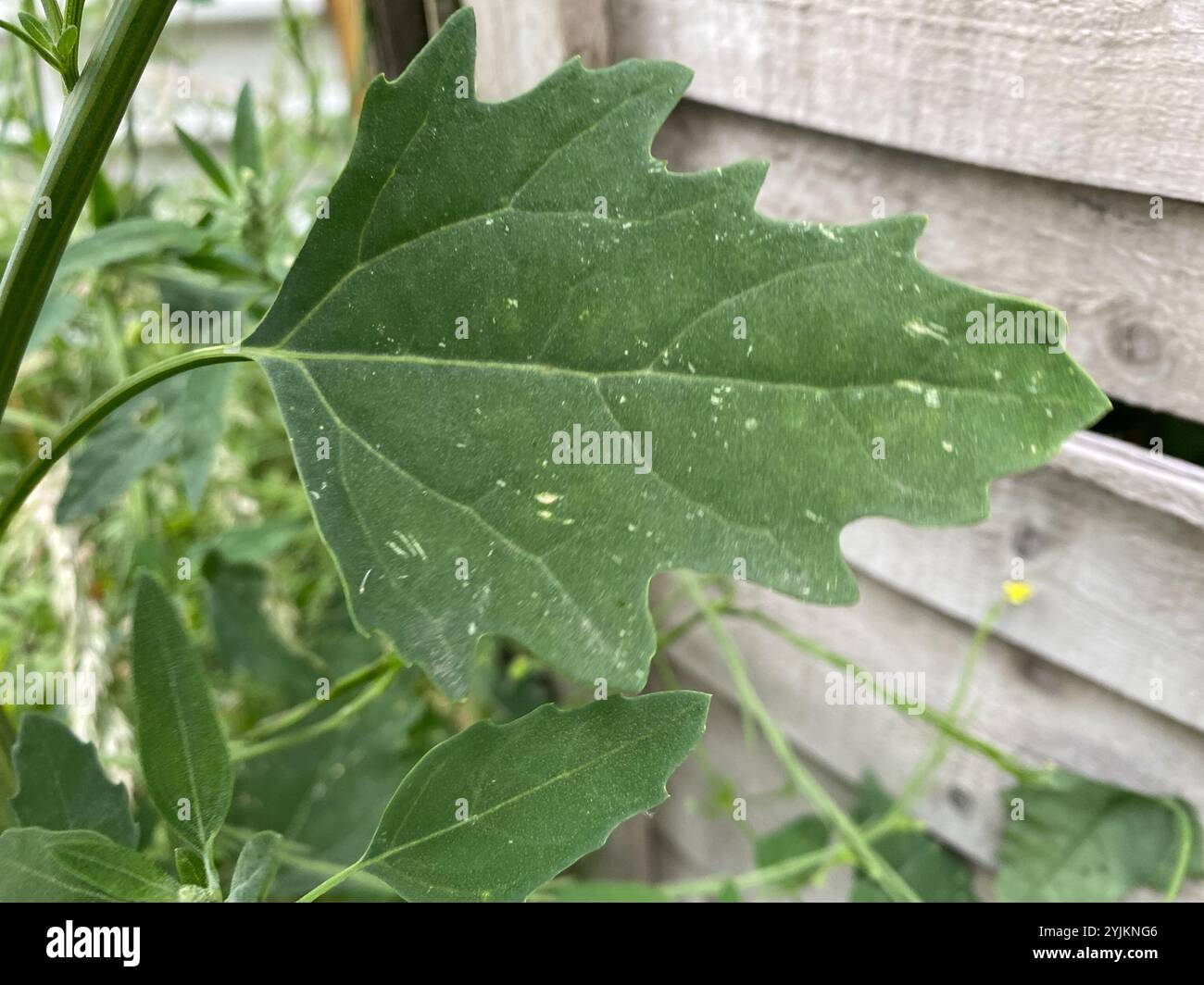 Common Lambsquarters (Chenopodium album Stock Photo - Alamy