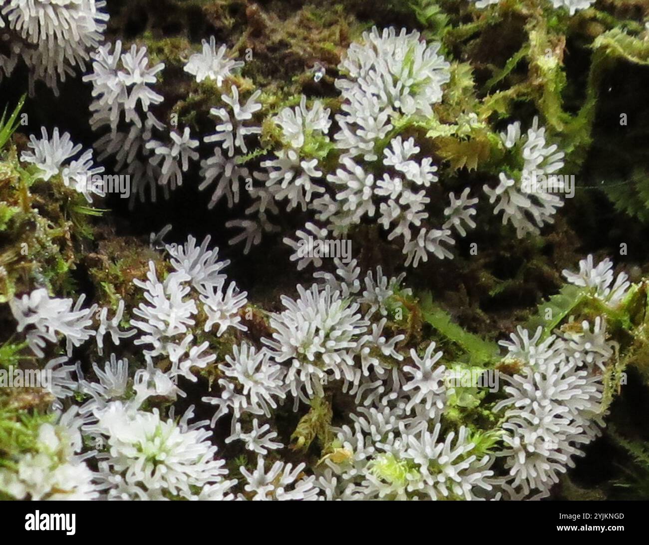 Honeycomb Coral Slime Mold (Ceratiomyxa fruticulosa Stock Photo - Alamy