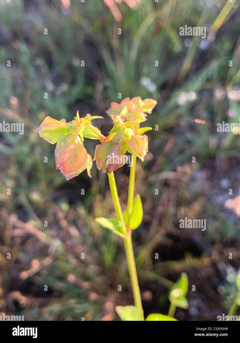 Wild Four o'Clock (Mirabilis nyctaginea Stock Photo - Alamy