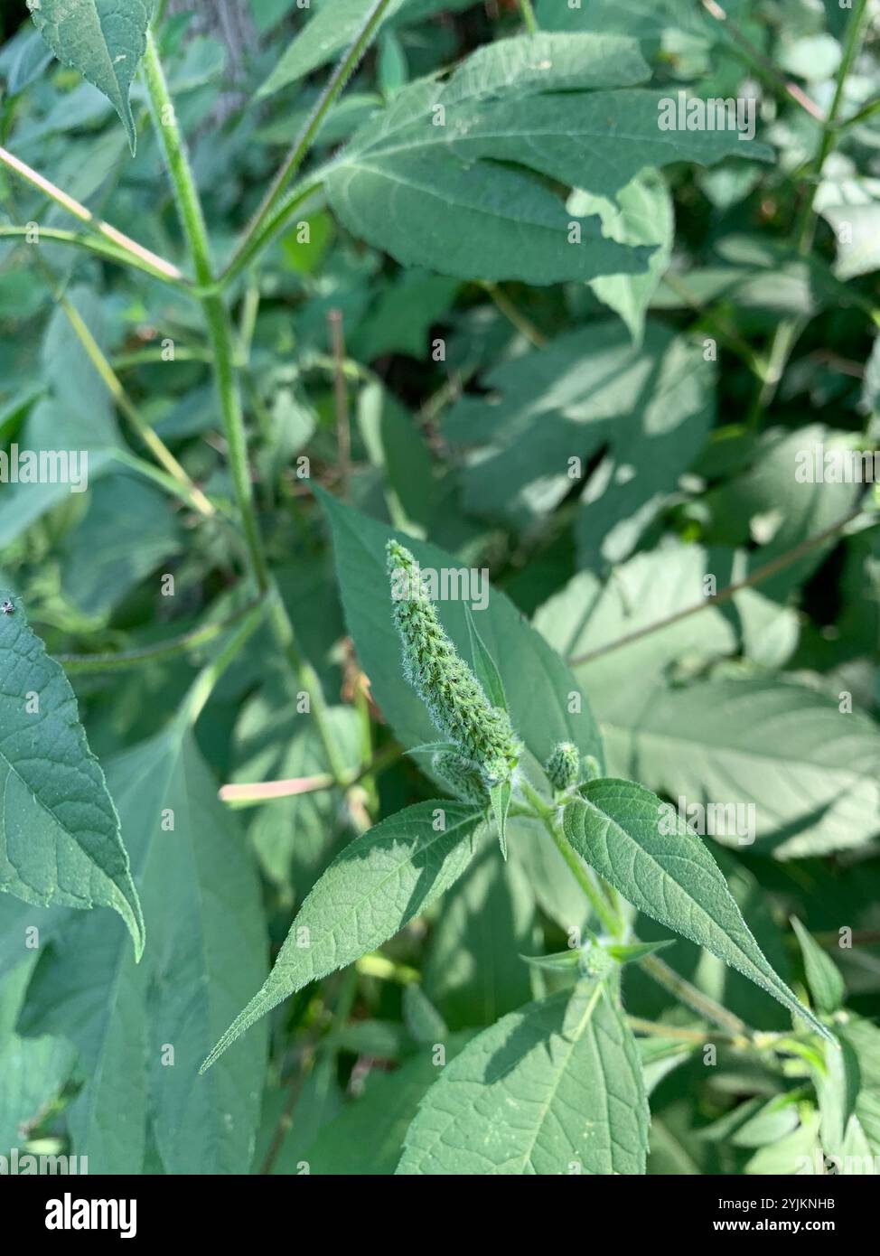 giant ragweed (Ambrosia trifida Stock Photo - Alamy