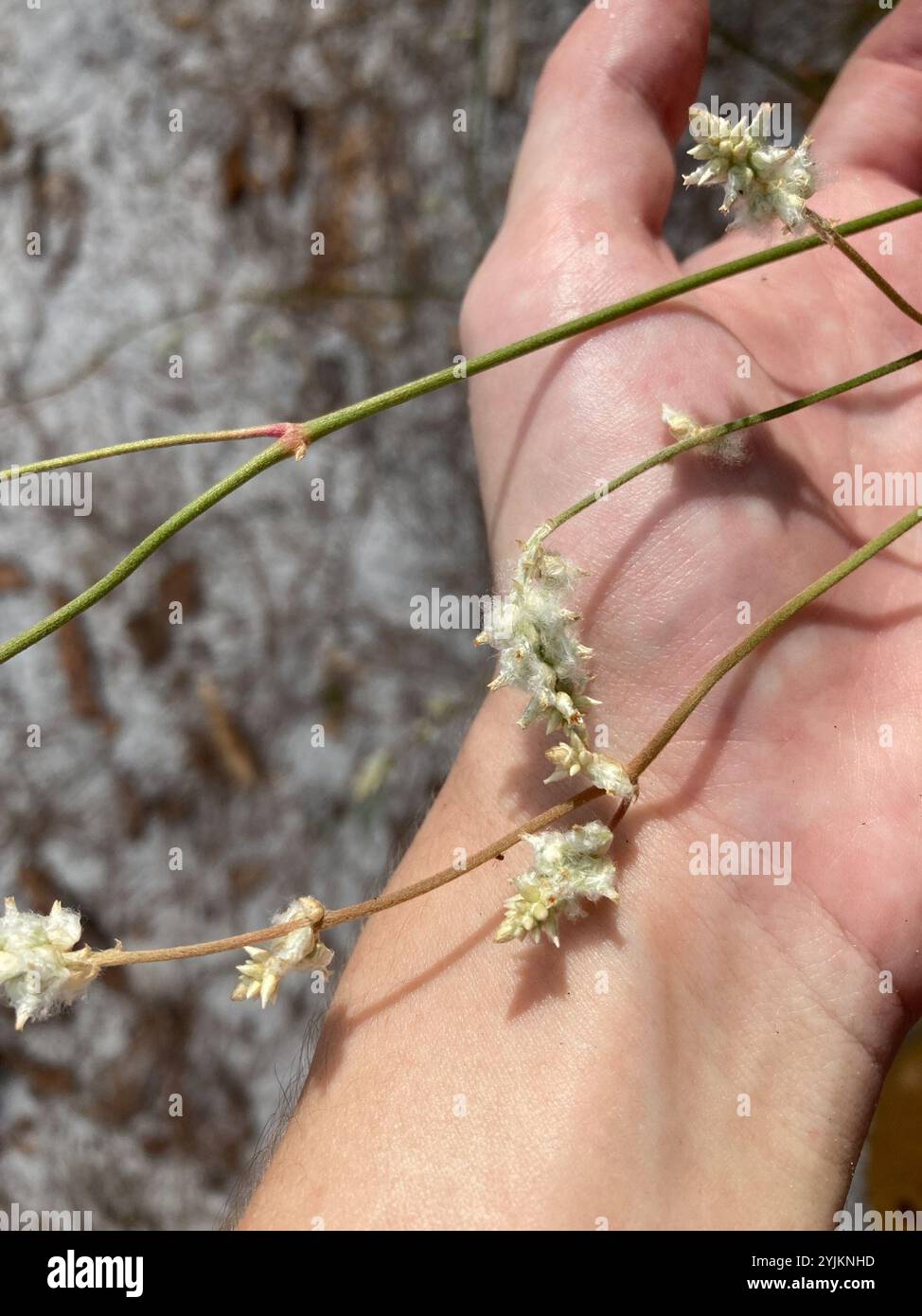 Plains Snakecotton (Froelichia floridana Stock Photo - Alamy