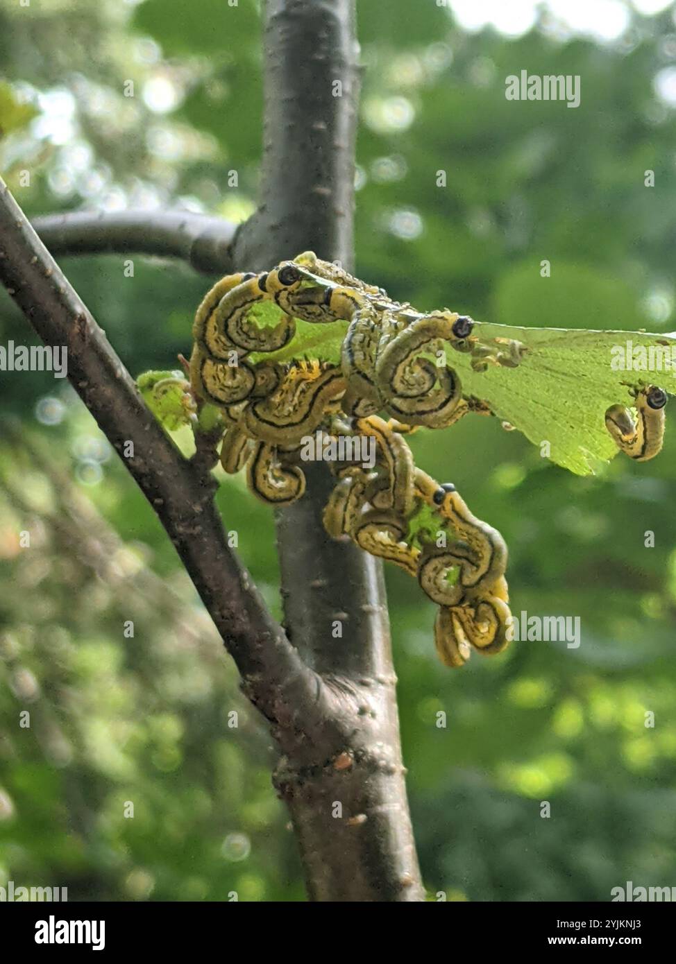striped alder sawfly (Hemichroa crocea Stock Photo - Alamy