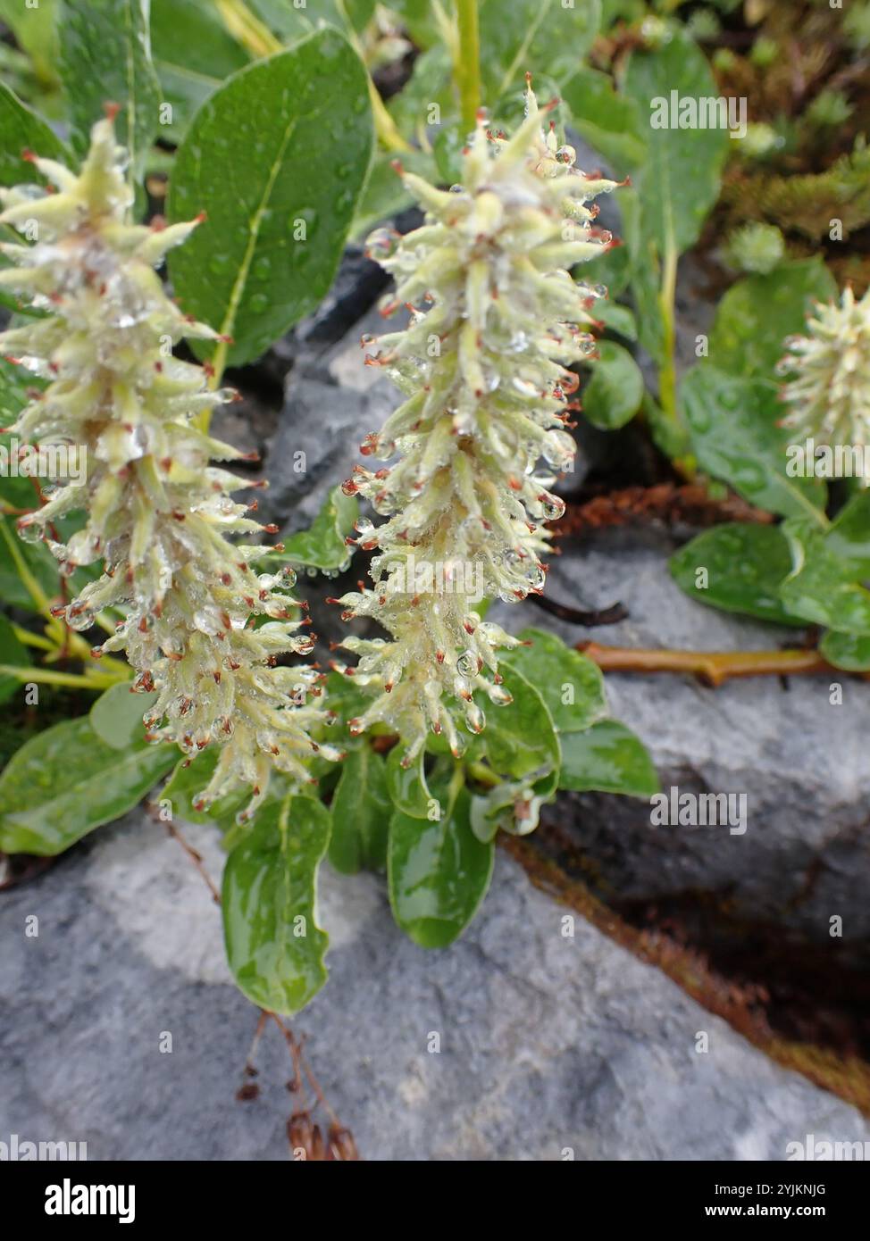 arctic willow (Salix arctica Stock Photo - Alamy