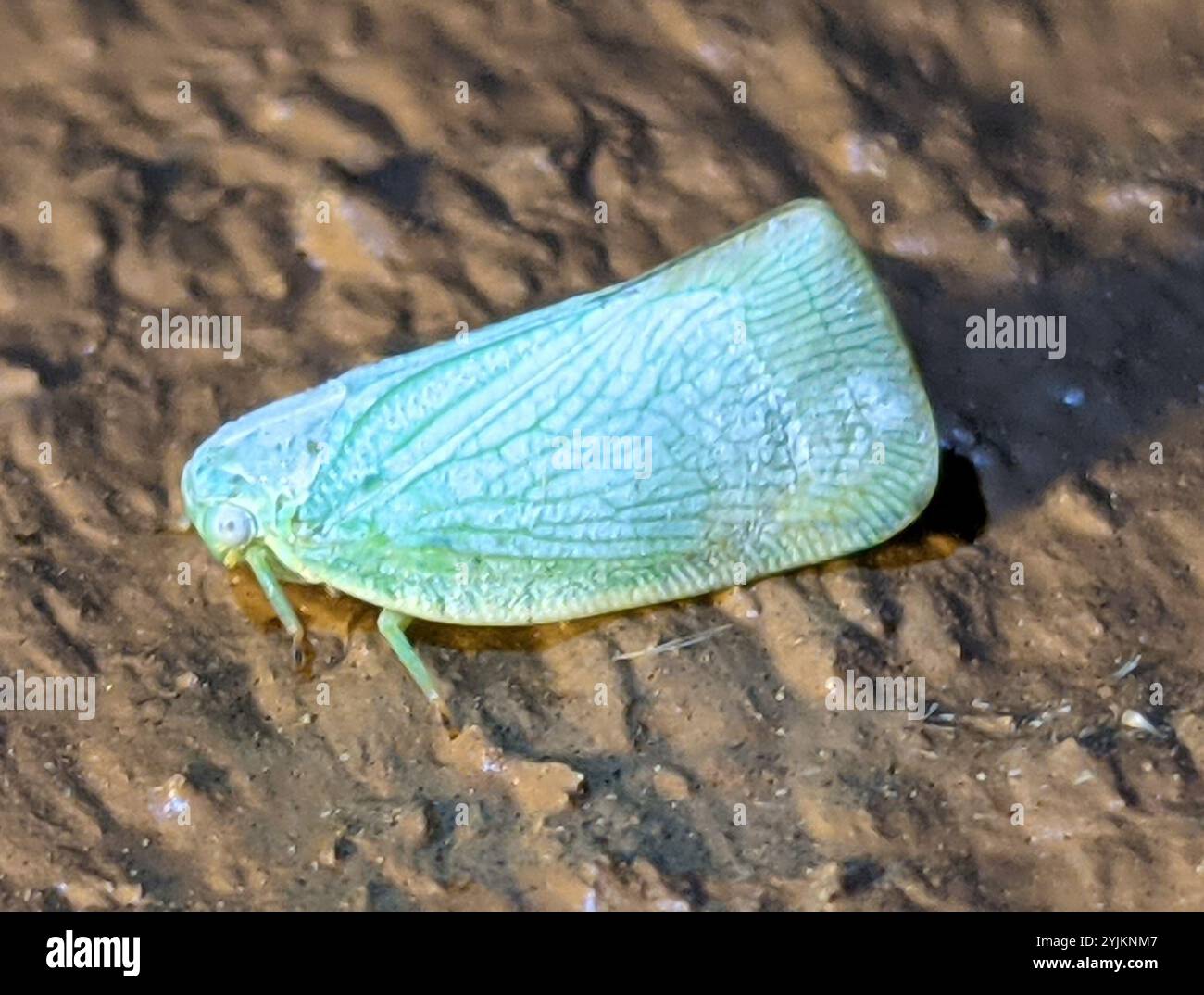 Northern Flatid Planthopper (Flatormenis proxima Stock Photo - Alamy