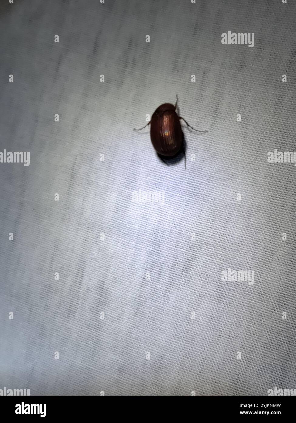 Asiatic Garden Beetle (Maladera formosae Stock Photo - Alamy