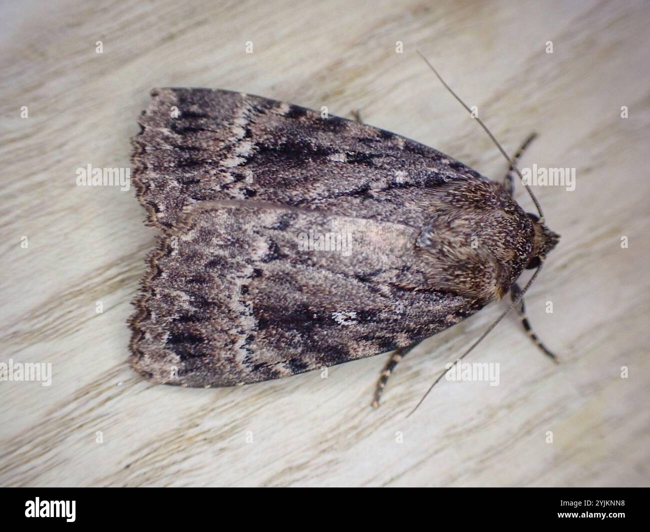 Eurasian Copper Underwing (Amphipyra pyramidea Stock Photo - Alamy