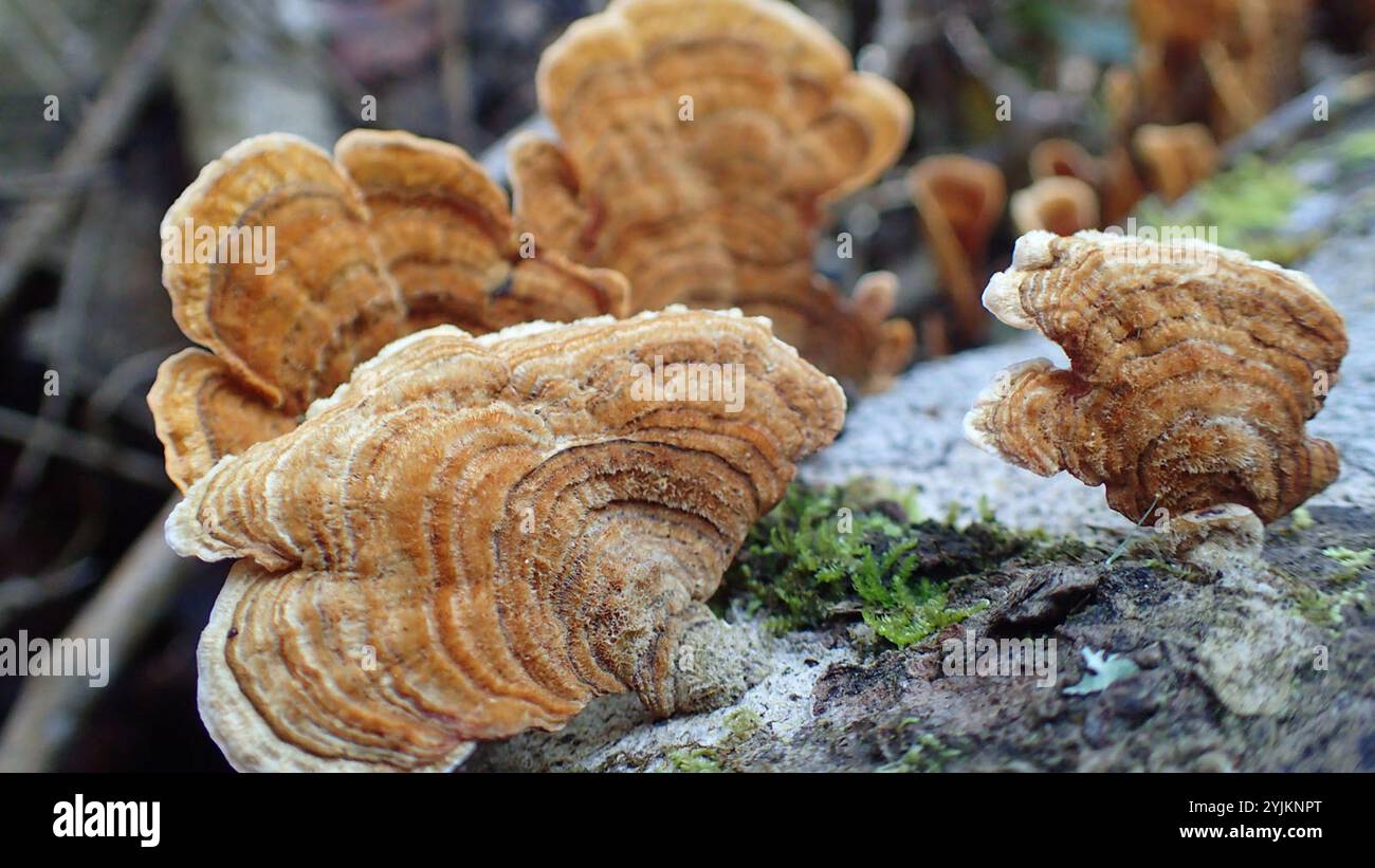 shelf fungi (Polyporales Stock Photo - Alamy