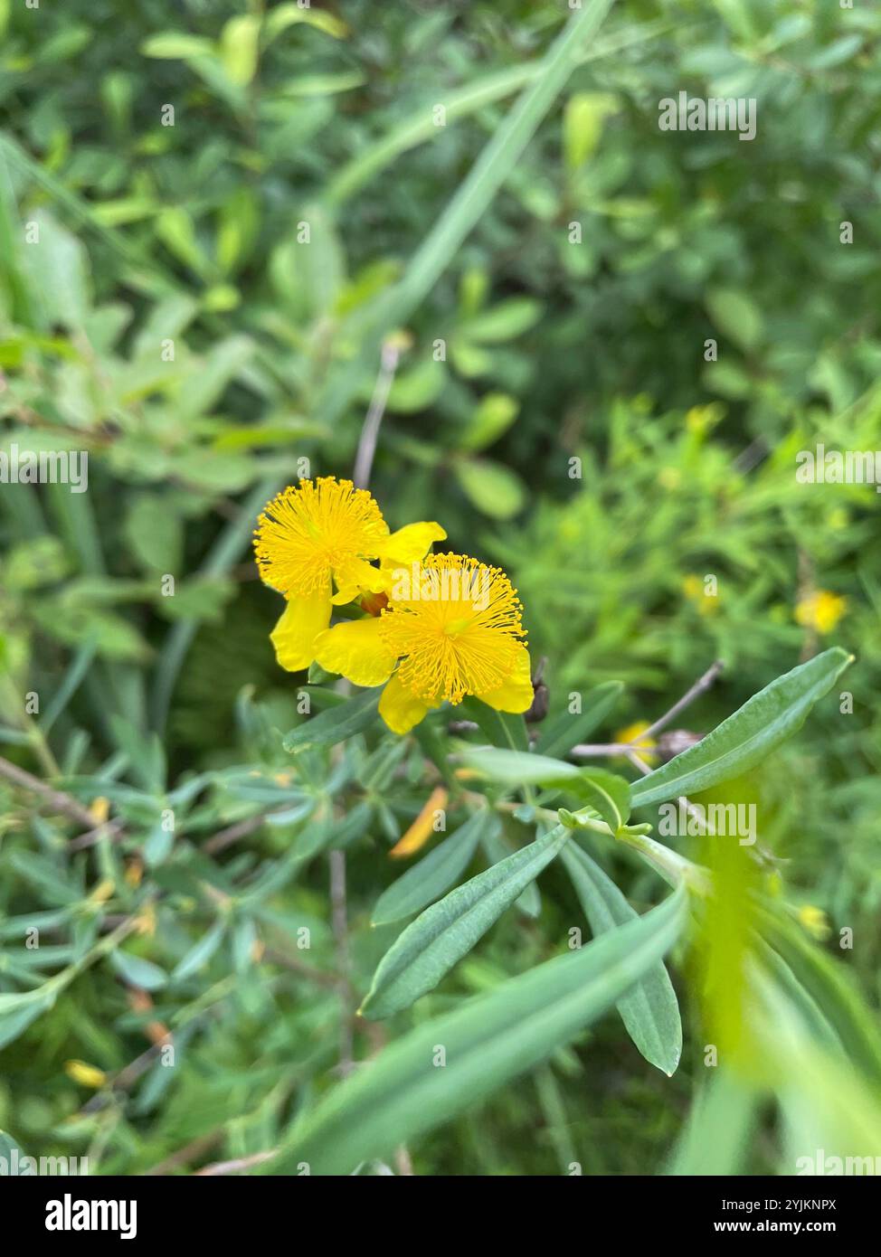 Kalm's St. John's-wort (Hypericum kalmianum Stock Photo - Alamy