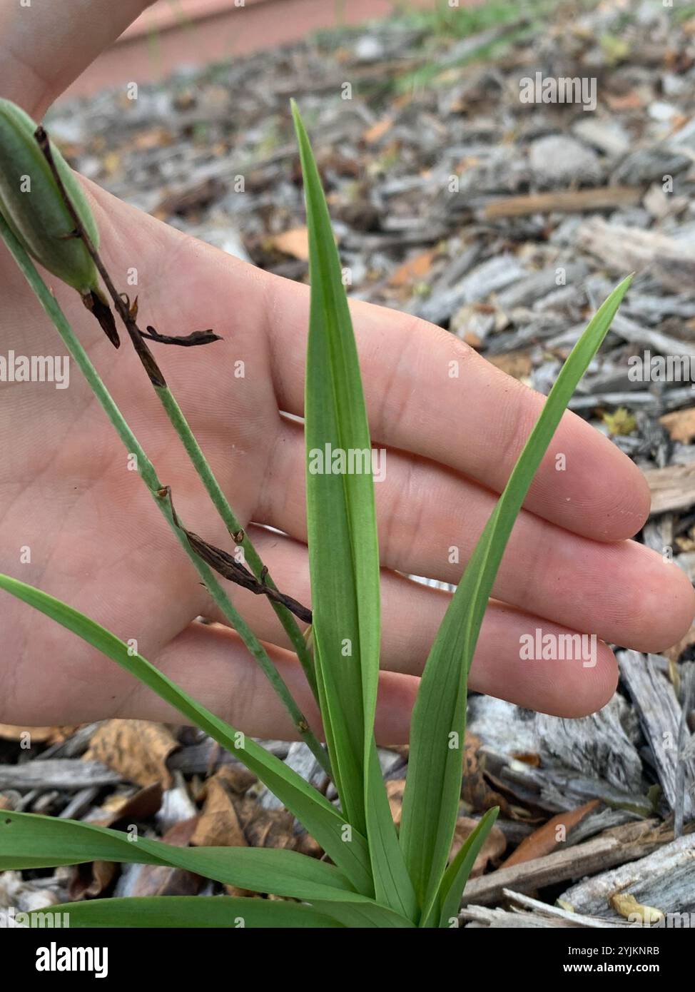 Chinese Crown Orchid (Eulophia graminea Stock Photo - Alamy