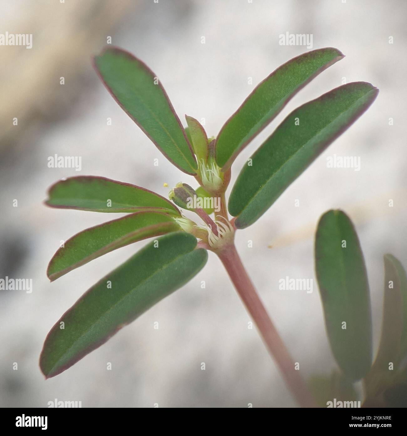 Southern Seaside Spurge (Euphorbia bombensis Stock Photo - Alamy