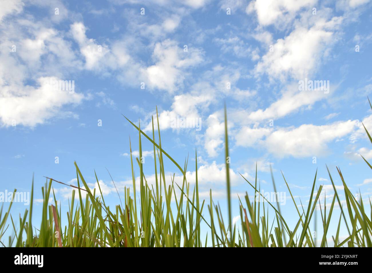 Weed grass in the sunshine Stock Photo - Alamy