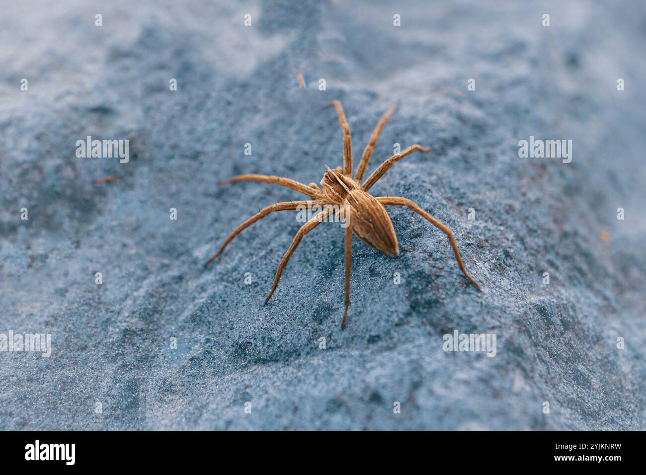 Spider rock animal wildlife hi-res stock photography and images - Alamy