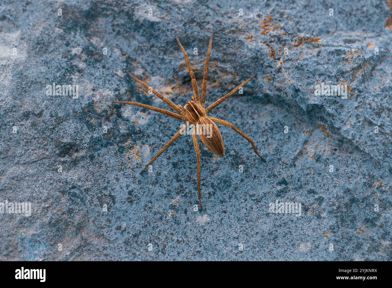 Spider rock animal wildlife hi-res stock photography and images - Alamy
