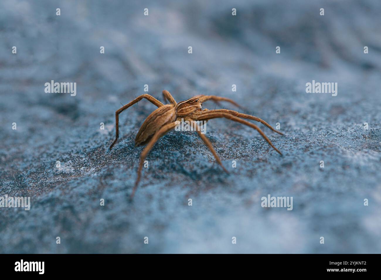 small spider hunting in nature Stock Photo - Alamy