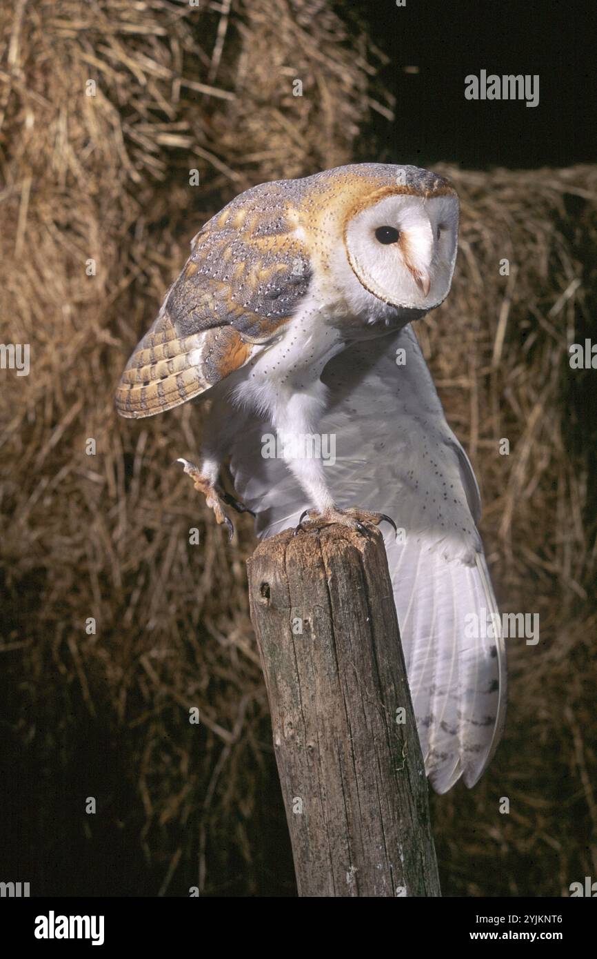 Barn owl stretching wing hi-res stock photography and images - Alamy