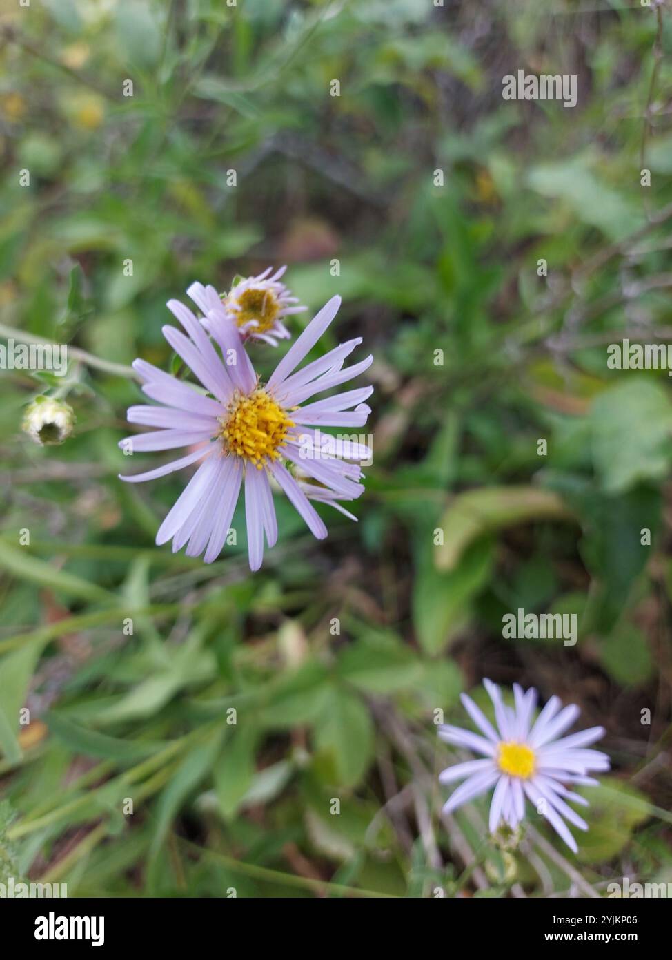 Italian Aster (Aster amellus Stock Photo - Alamy