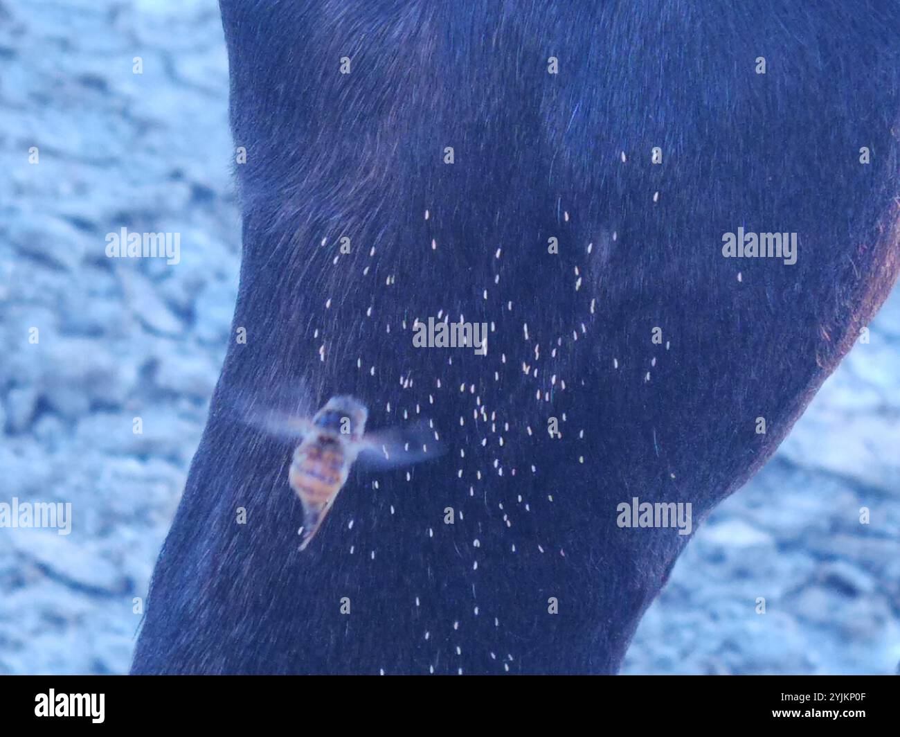 Horse Botfly (Gasterophilus intestinalis Stock Photo - Alamy