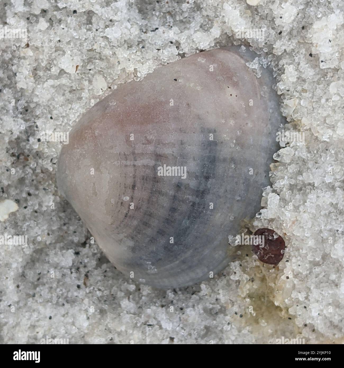 Cross-barred Venus (Chione elevata Stock Photo - Alamy