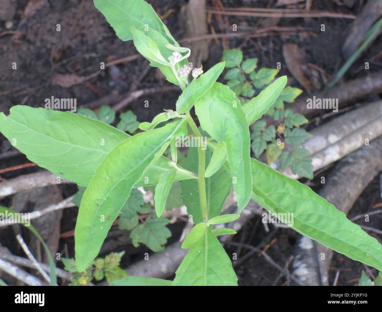 marsh fleabane (Pluchea odorata Stock Photo - Alamy