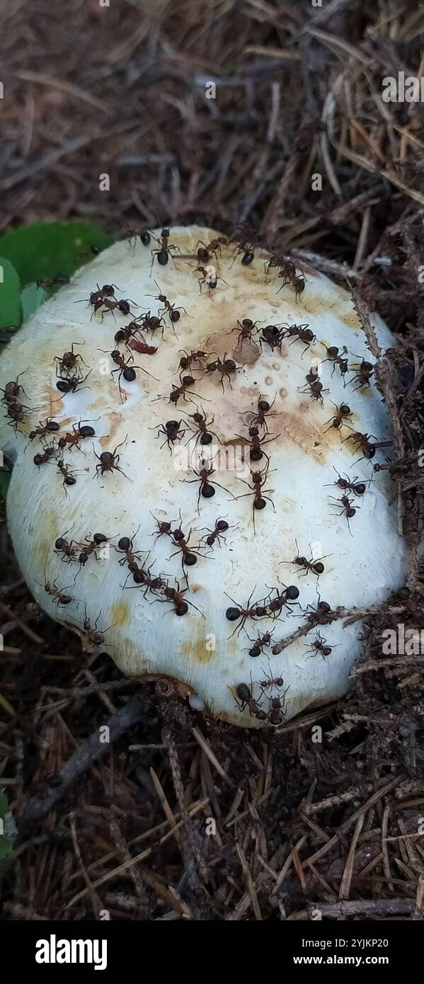 rufa-group Wood Ants (Formica rufa Stock Photo - Alamy